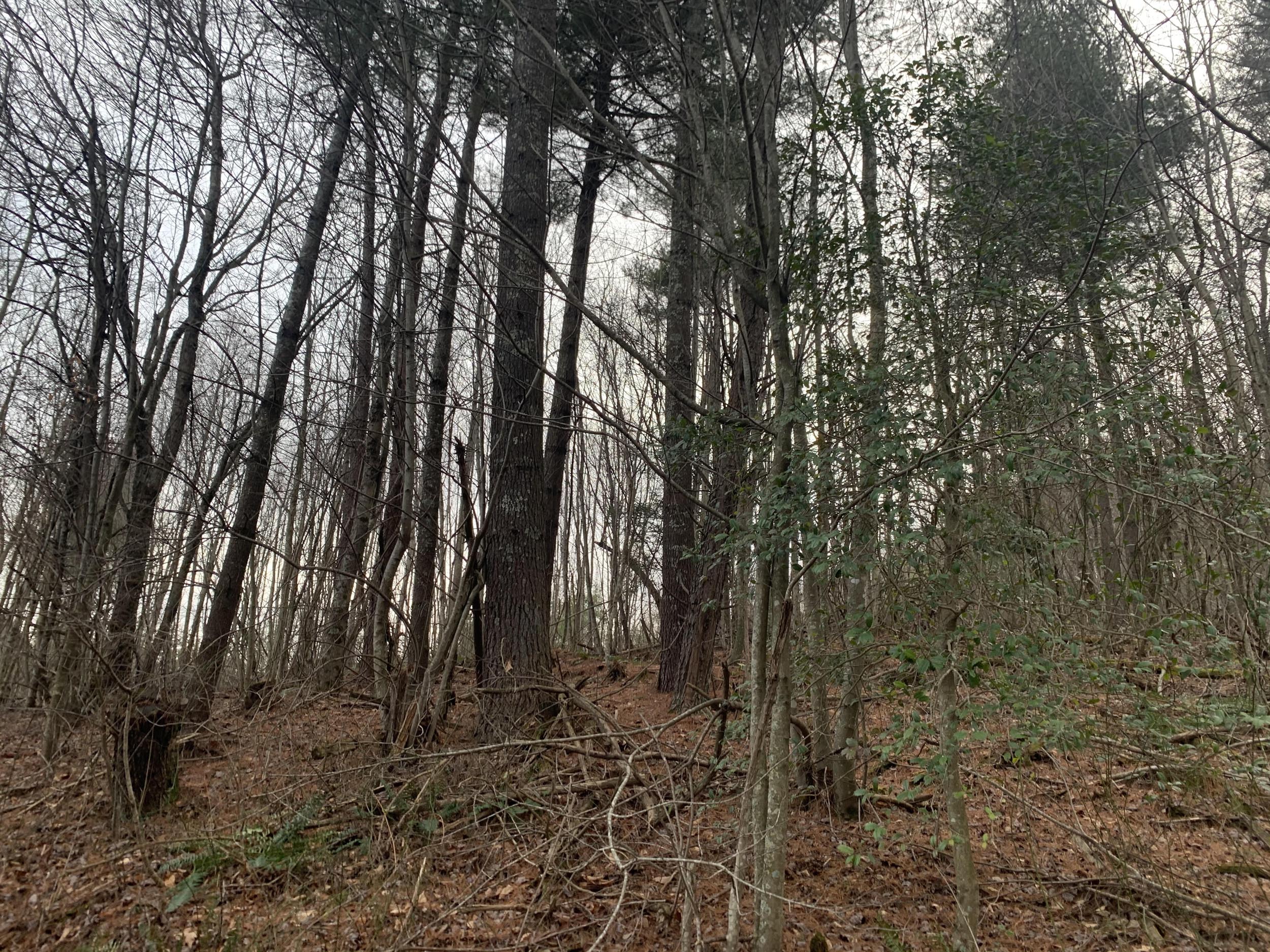 Building Tract Located in a Private Setting! - Collins & Associates Realty